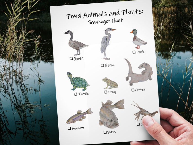 Pond Scavenger Hunt: Printable Game for Kids Wetland Field - Etsy Canada
