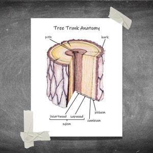 Tree Trunk Anatomy Classroom Poster - Etsy