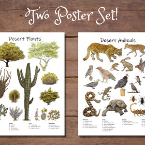 Sonoran Desert Animal & Plant Watercolor Poster Set (PDF Download) - Etsy