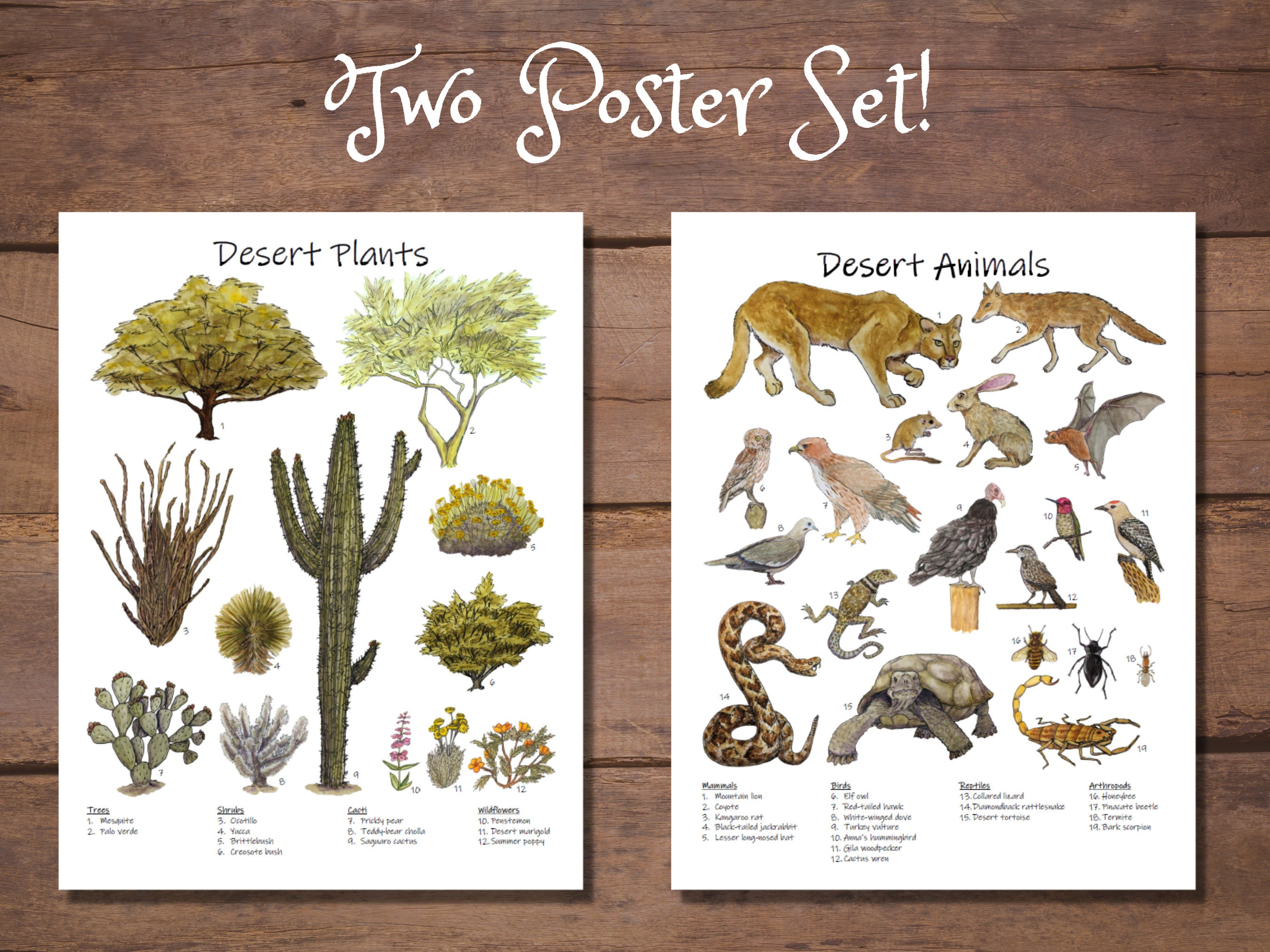 Plantas Del Desierto Con Nombres Plantas Del Desierto: Descubre La