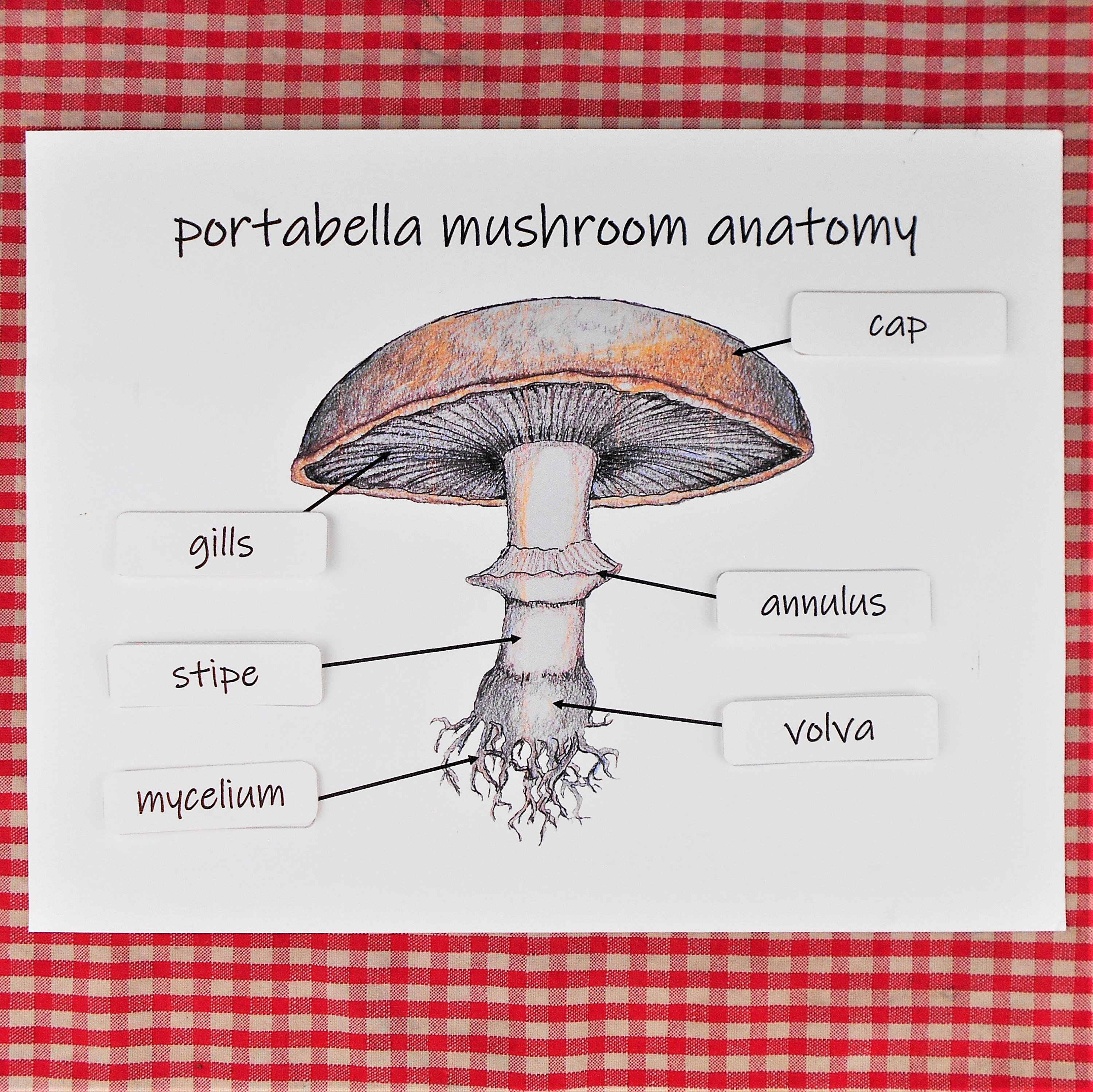 Mushroom Unit Pack: science activity classroom poster and | Etsy