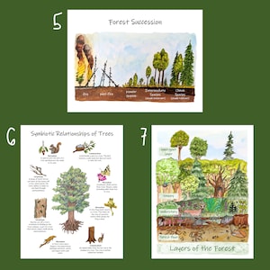 Forest School Prints Bundle: 13 Printable Classroom Posters for Nature ...