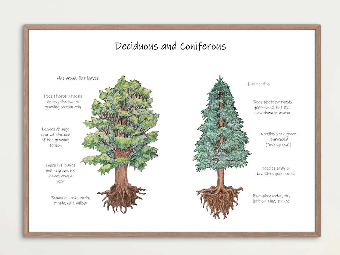 Conifer Vs Deciduous Trees: Printable Classroom Poster for Tree ...