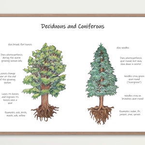 Conifer Vs Deciduous Trees: Printable Classroom Poster for Tree ...