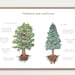 Conifer Vs Deciduous Trees: Printable Classroom Poster for Tree ...