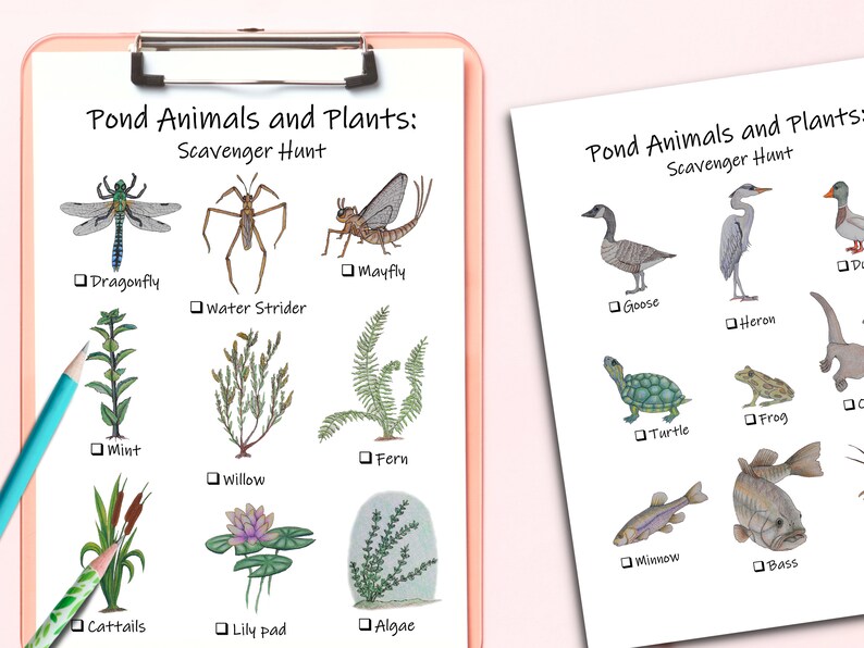 Pond Scavenger Hunt: Printable Game for Kids Wetland Field - Etsy Canada