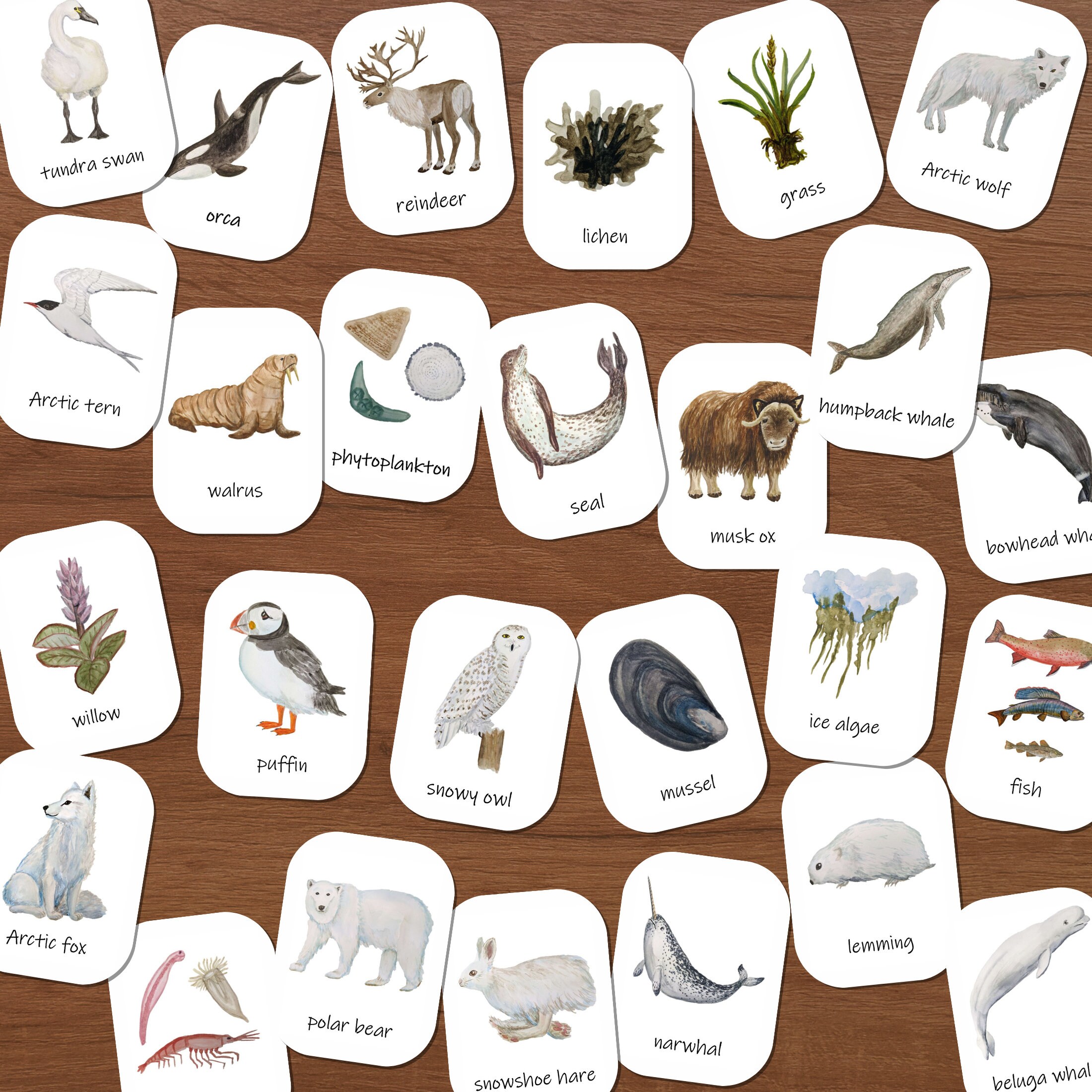 Arctic Food Web Cards: Watercolor Animals, Montessori Homeschool (PDF ...
