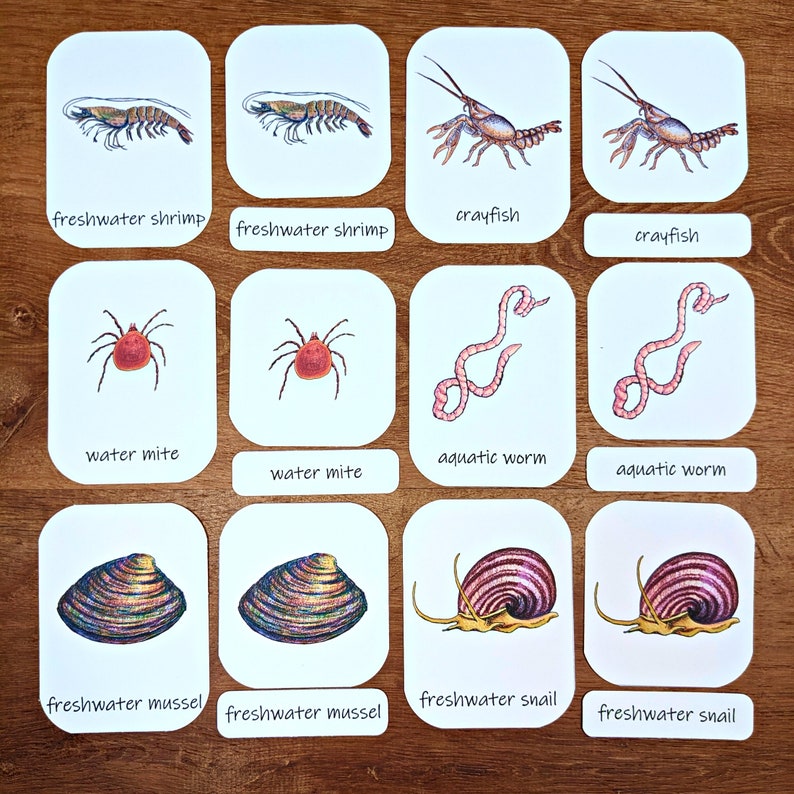 Aquatic Macroinvertebrates Flashcards: Ecology Study Printables (PDF ...