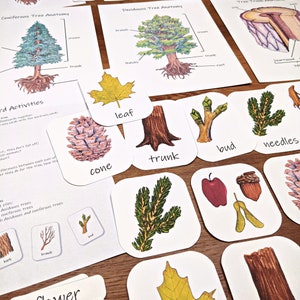 Tree Anatomy Study: Printable Posters & Flashcards (PDF Download) - Etsy