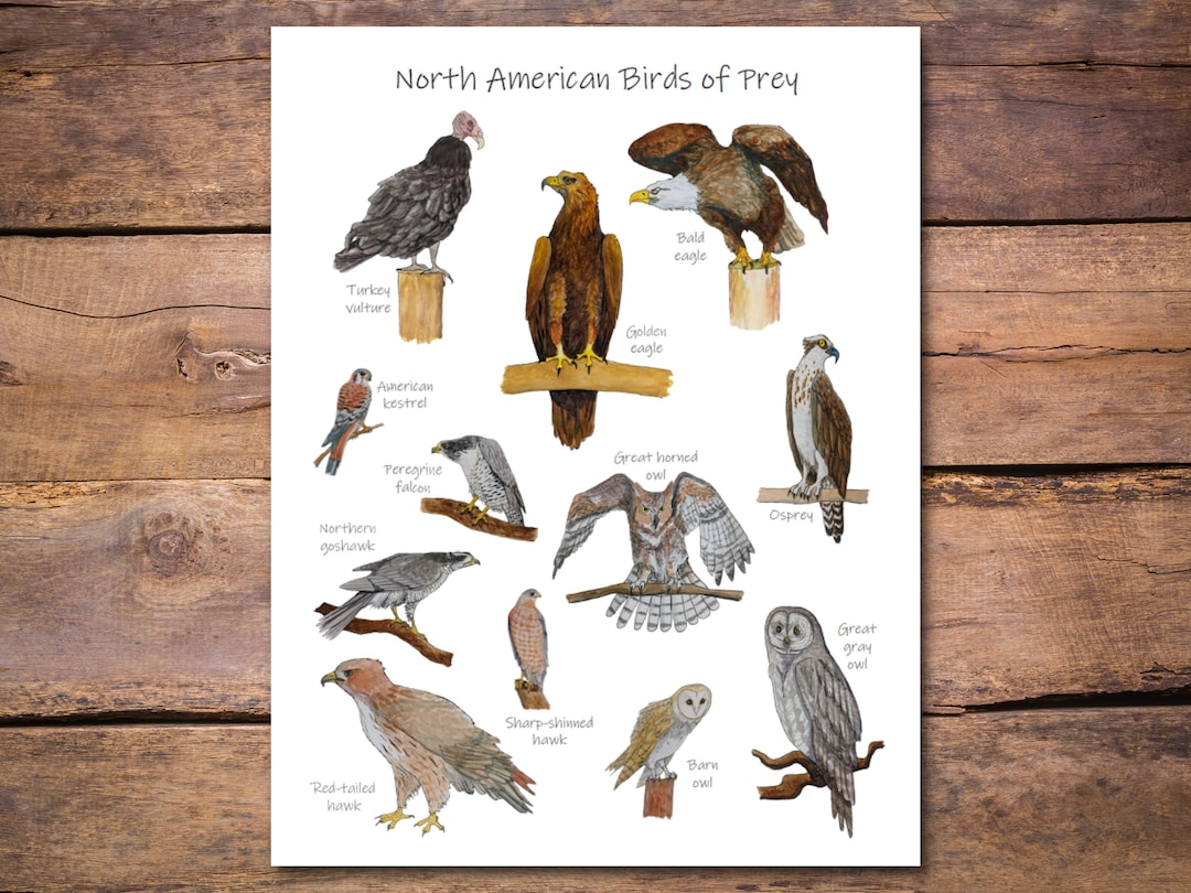 Birds of Prey Print: Classroom Poster, Homeschool Decor, Birding Gift ...