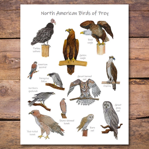 Bird Nature Poster - Etsy