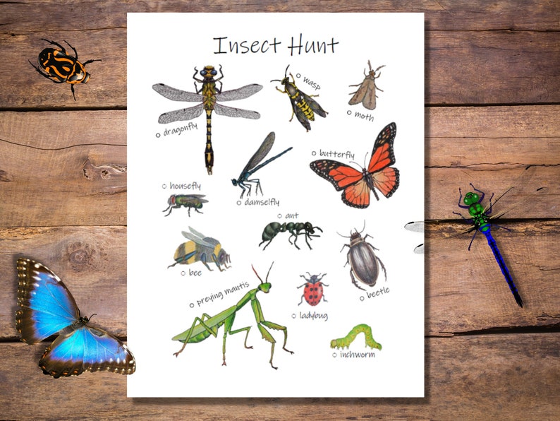 Insect Scavenger Hunt: Field Trip Activity Camping Trip Game - Etsy