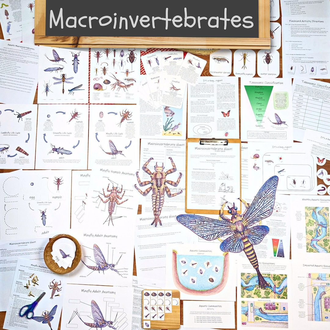 Aquatic Ecology: Macroinvertebrates Unit - Lesson Plan, Classroom ...