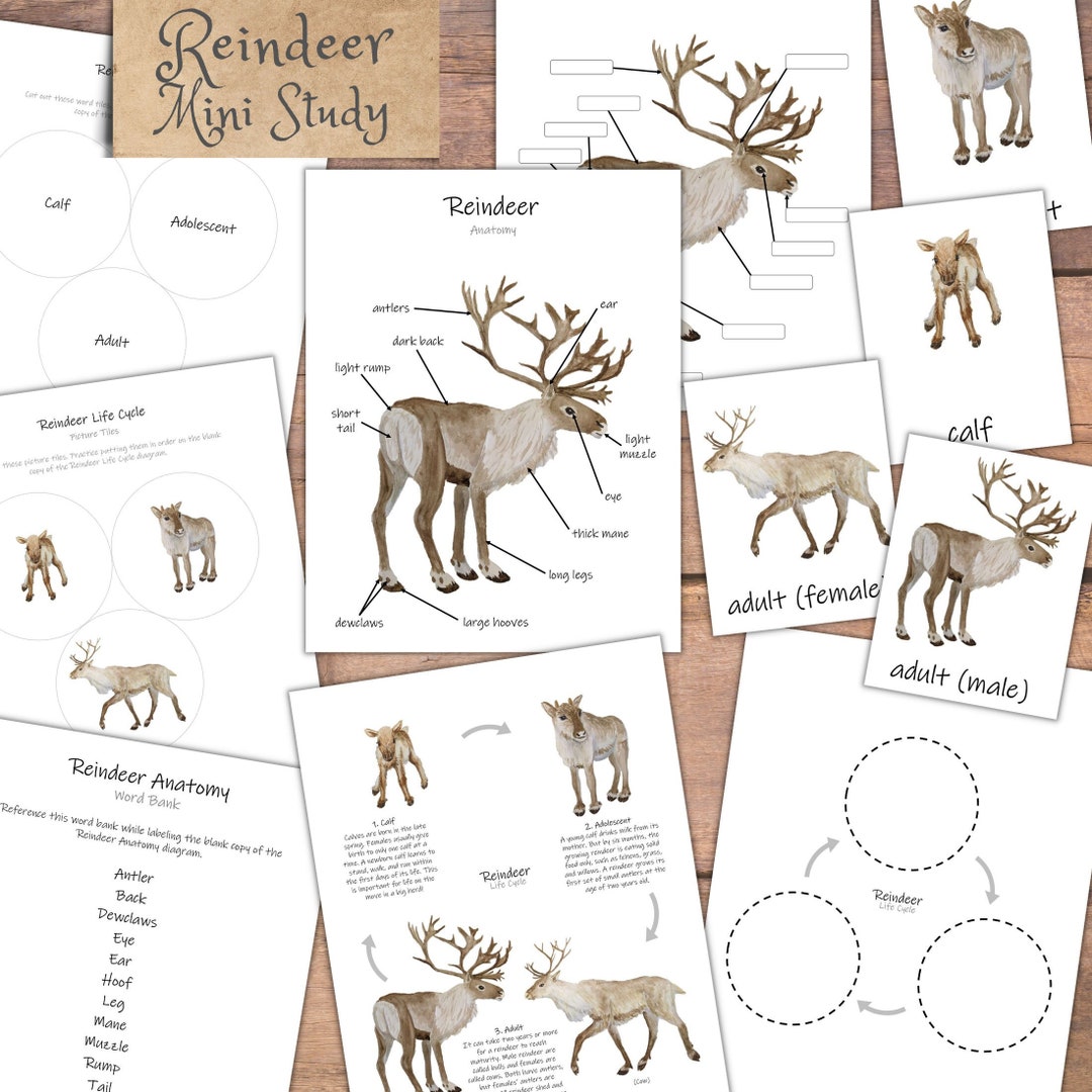 Reindeer Study: Printable Life Cycle and Anatomy Diagrams - Great ...