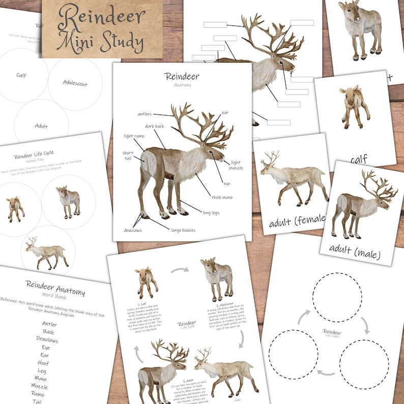 Reindeer Study: Printable Life Cycle and Anatomy Diagrams - Great ...