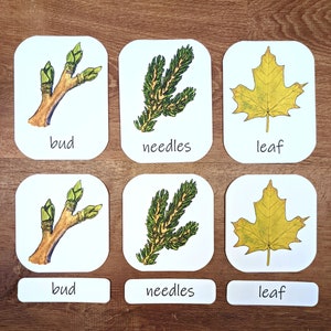 Tree Anatomy Mini Study: With Printable Classroom Posters, Parts of a ...