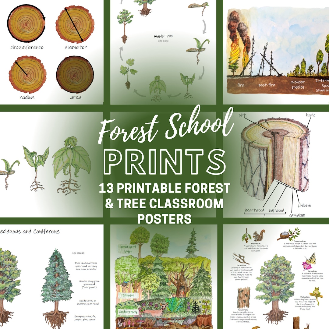 Forest School Prints Bundle: 13 Printable Classroom Posters for Nature ...