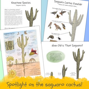 Cactus Unit: Nature Curriculum, Homeschool Science, Nature Study ...