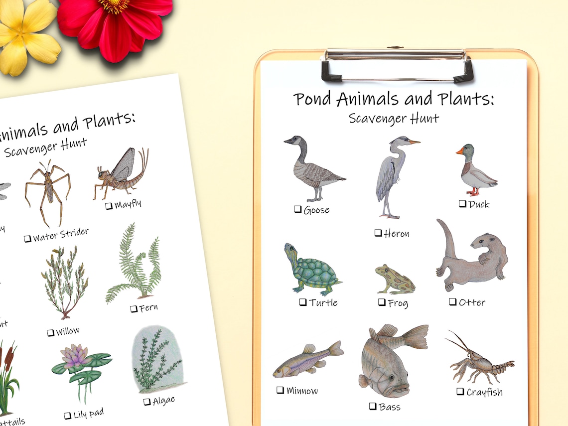 Pond Scavenger Hunt: Printable Game for Kids Wetland Field - Etsy Canada