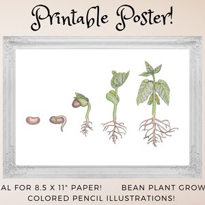 Bean Plant Development Poster: Printable Botany Wall Art, Homeschool ...
