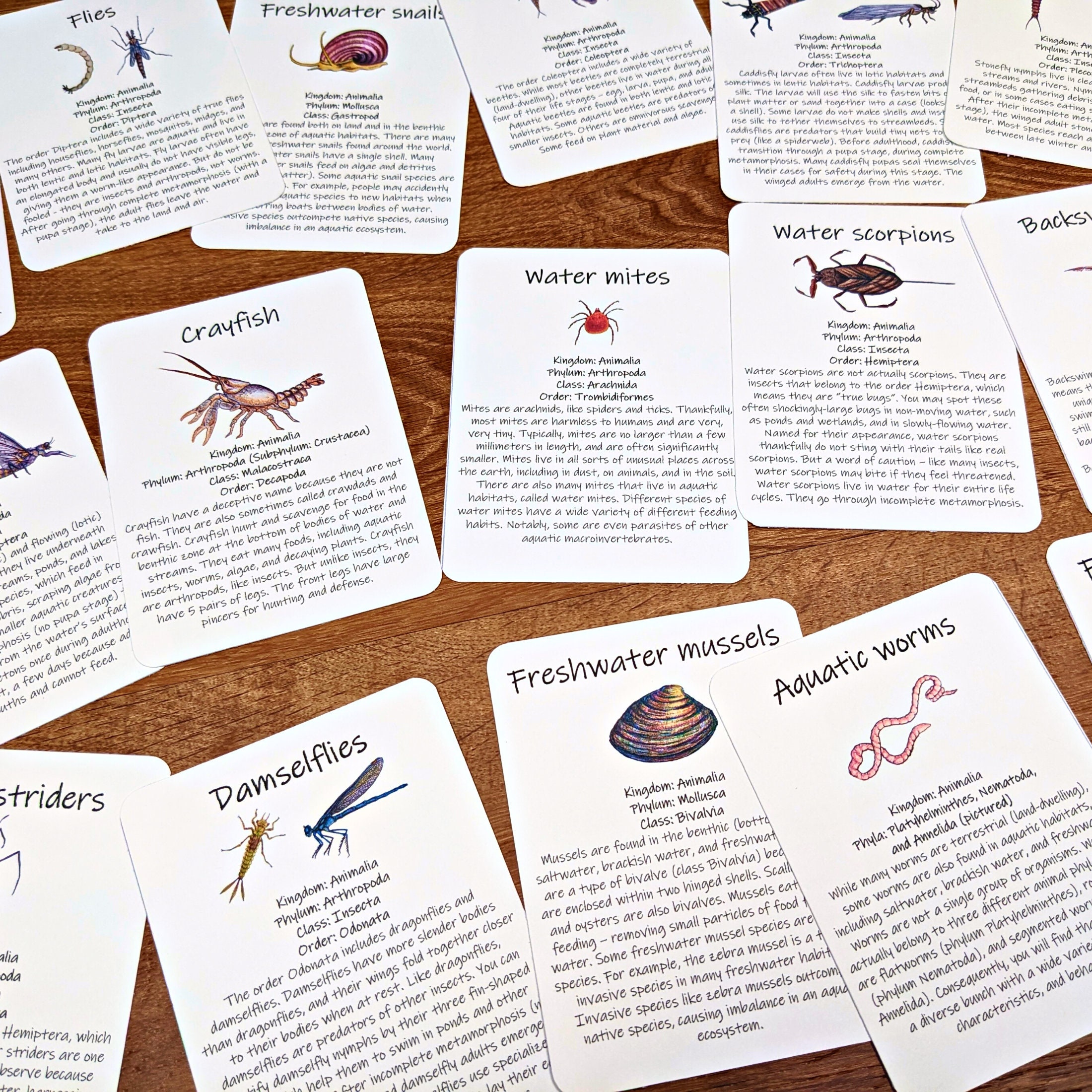 Aquatic Macroinvertebrates Mini Study: Elementary School - Etsy