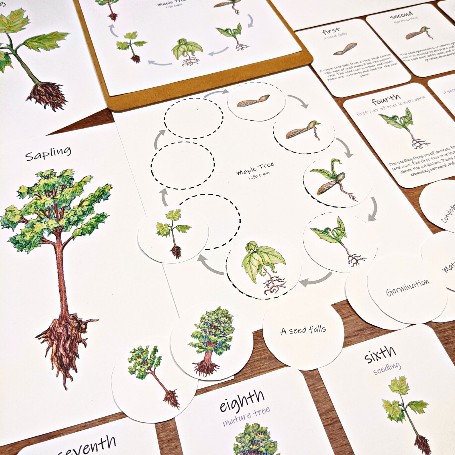 Maple Tree Life Cycle Mini Study: Tree Life Cycle Worksheet, Classroom ...