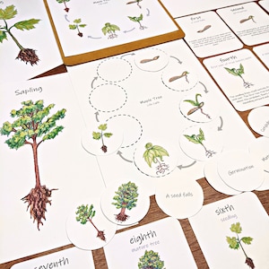 Maple Tree Life Cycle Mini Study: Tree Life Cycle Worksheet, Classroom ...