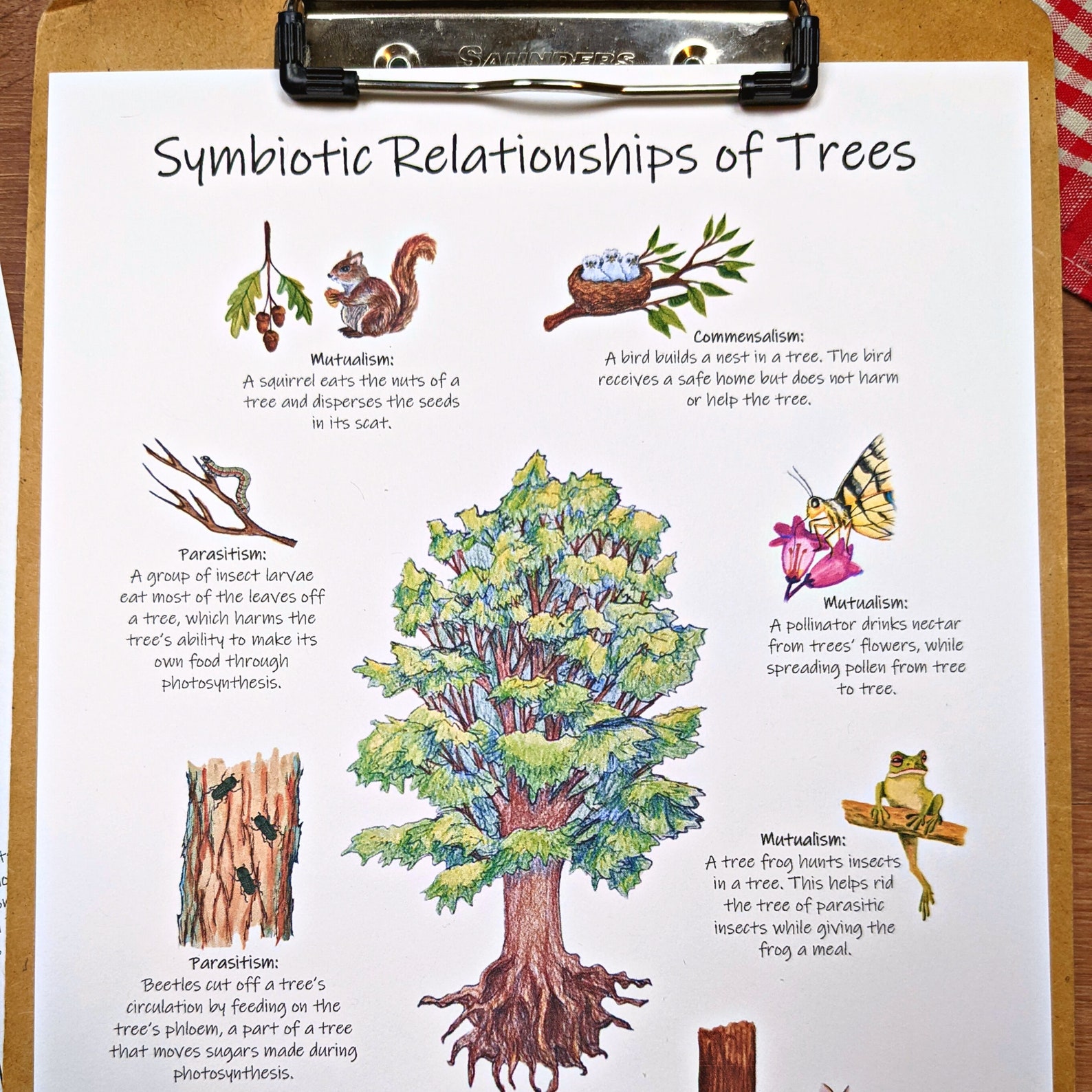 Symbiotic Relationships Mini Study: Forest Ecosystem Lesson - Etsy