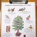 Symbiotic Relationships Mini Study: Forest Ecosystem Lesson Plan ...