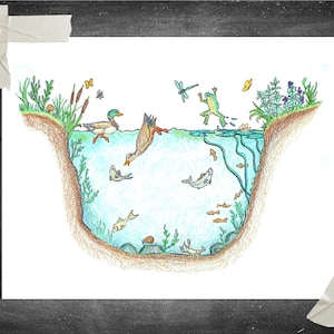 Pond Ecosystem: Classroom Poster, Preschool Decor, Homeschool Printable ...