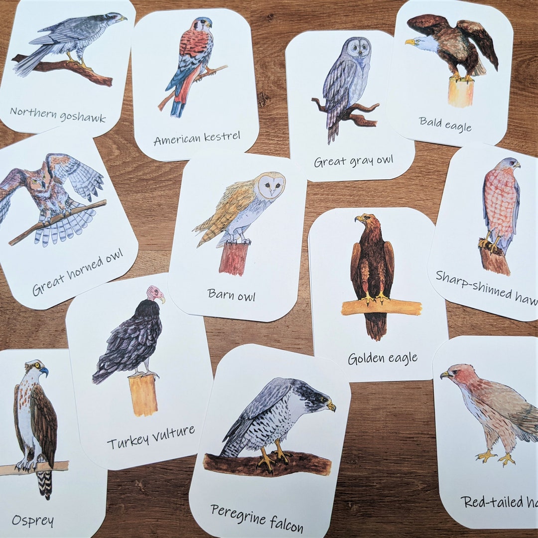 Birds of Prey Three-part Cards: North American Raptors, Watercolor Bird ...