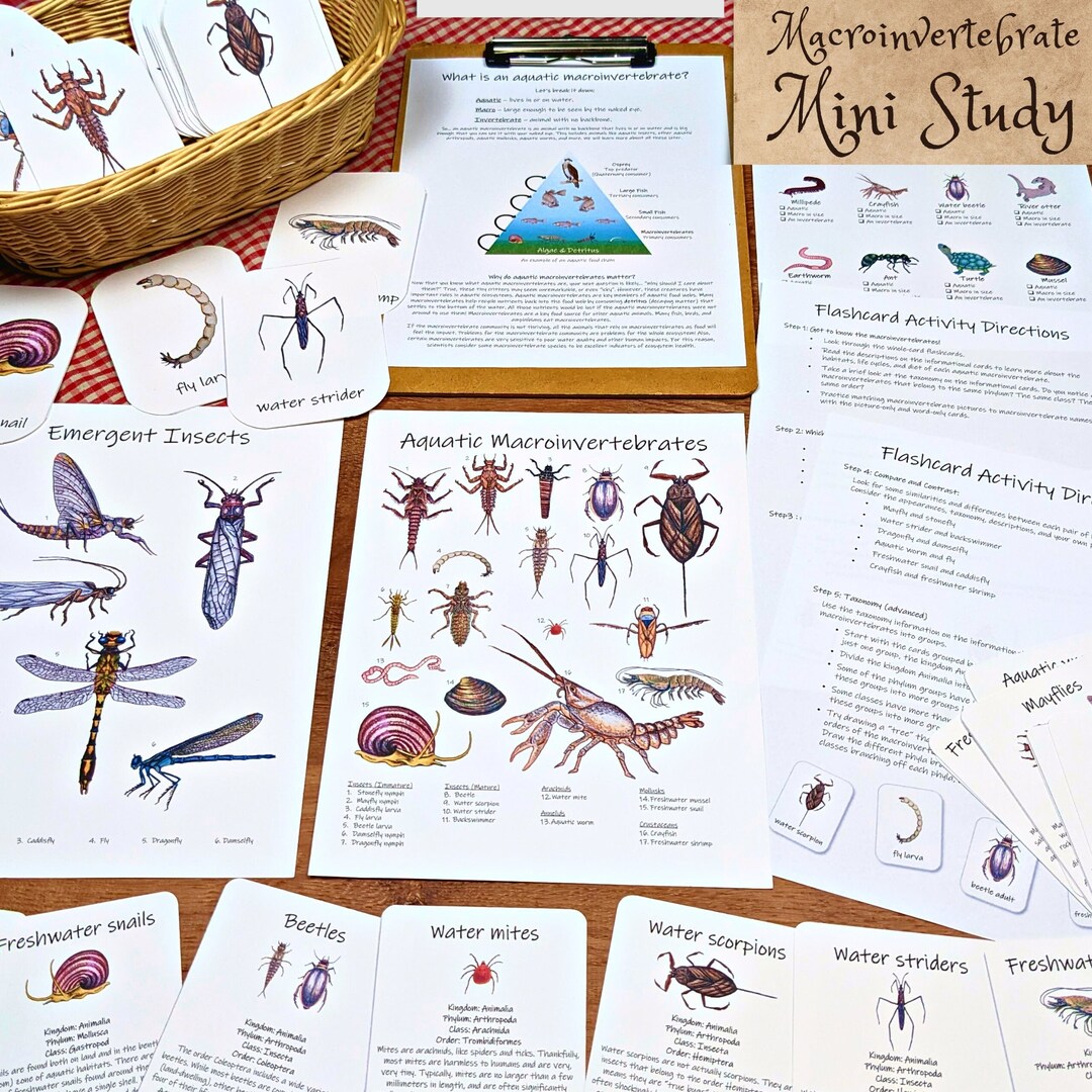 Aquatic Macroinvertebrates Mini Study: Classroom Printables (PDF ...