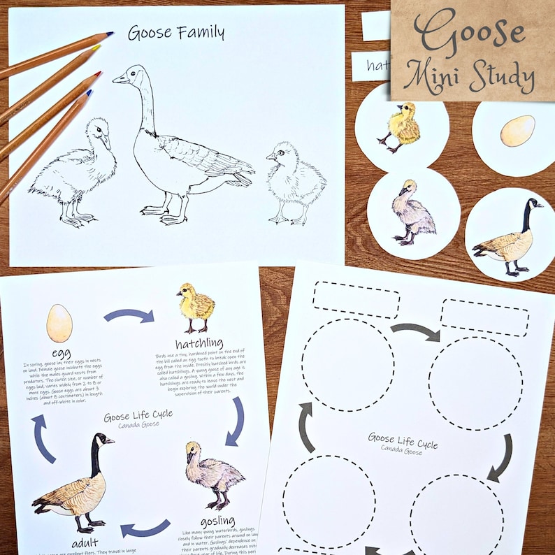 Goose Life Cycle Worksheets and Coloring Page: Printables for Classroom ...