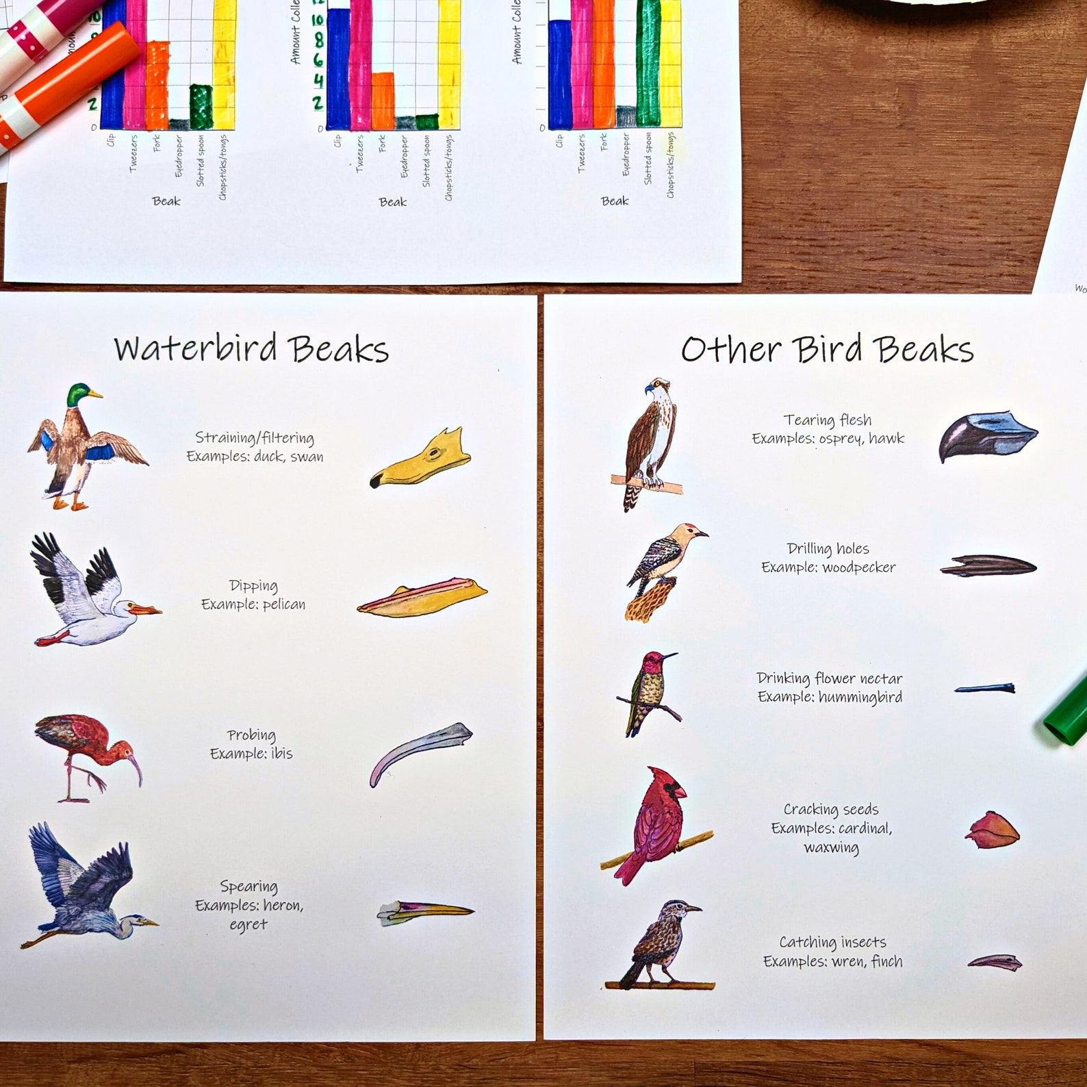 Bird Beak Adaptations Lab: Natural Selection Homeschool Lesson (PDF) - Etsy