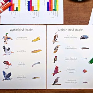 Bird Beak Adaptations Lab: Natural Selection Homeschool Lesson (PDF) - Etsy