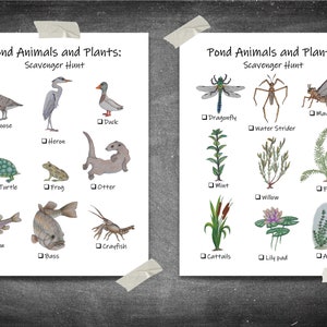 Pond Scavenger Hunt: Printable Game for Kids Wetland Field - Etsy Canada