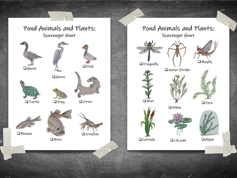 Pond Scavenger Hunt: Printable Game for Kids Wetland Field - Etsy Canada
