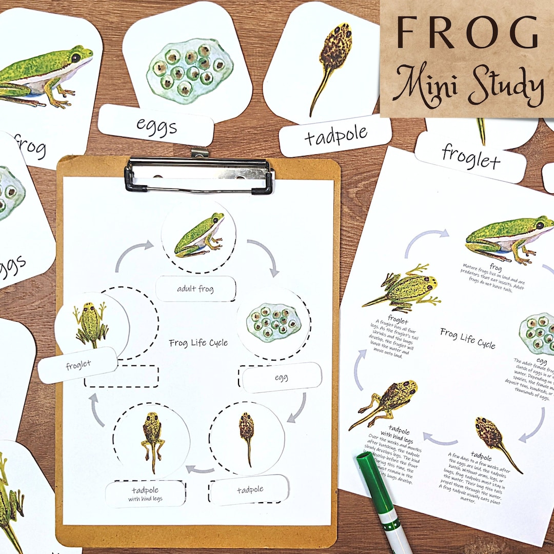 Frog Life Cycle Mini Study: Metamorphosis, Life Cycle Diagrams, Frog ...