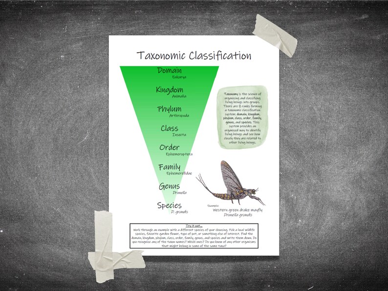 Taxonomic Classification Poster: Teach Kids About Taxonomy Classroom ...
