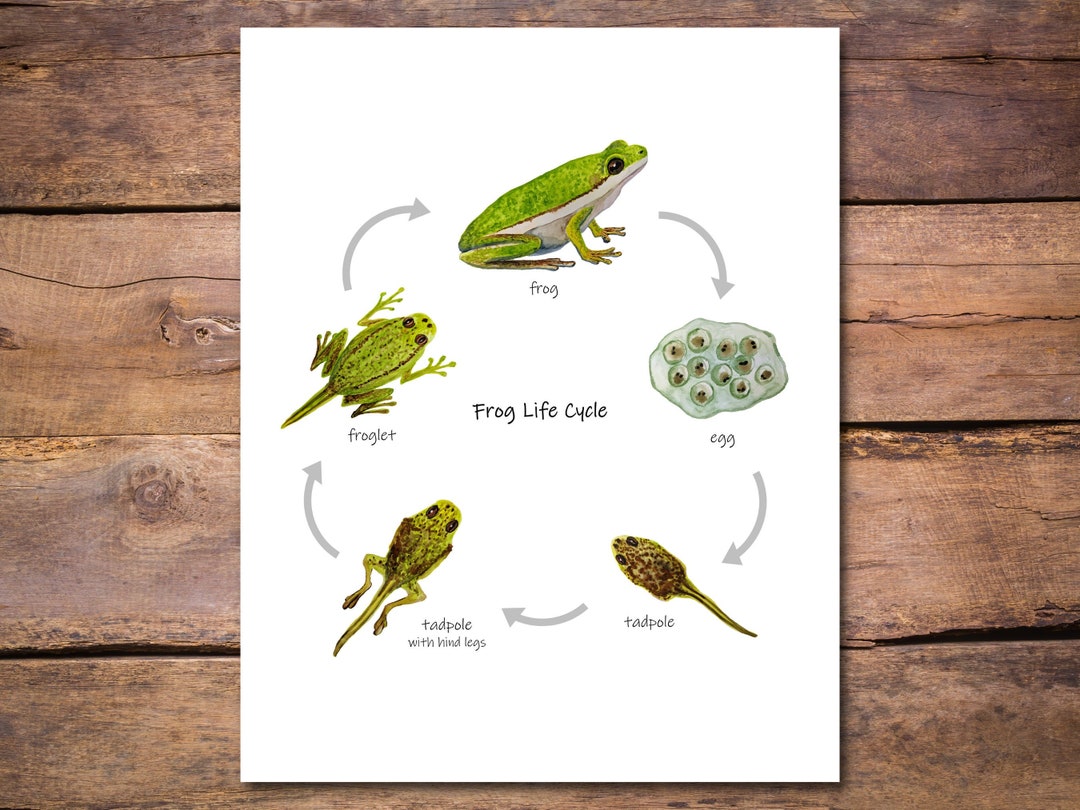 Frog Life Cycle Poster: Printable Frog Metamorphosis Diagram With ...