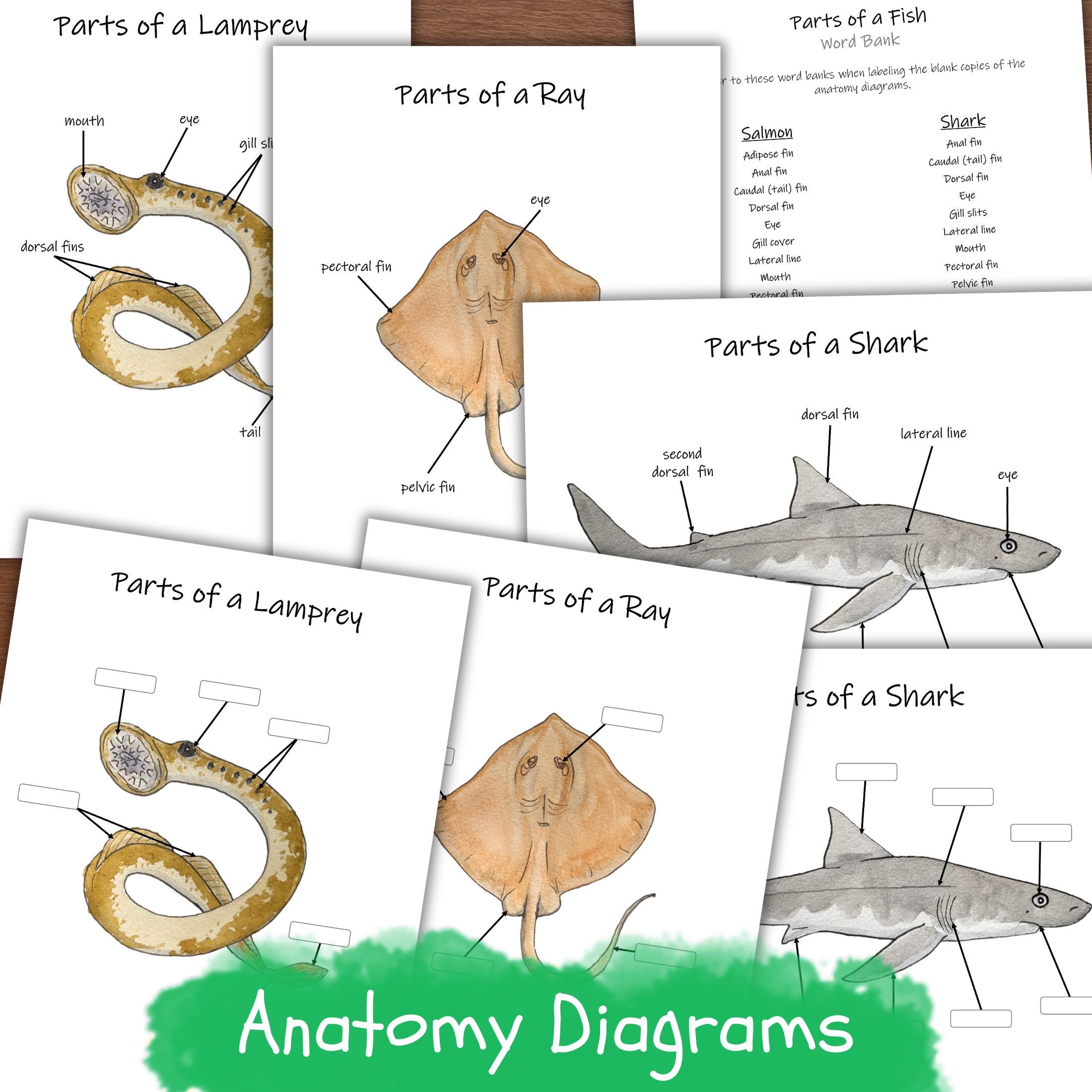 Fish Unit: Printable Handouts, Flashcards, & Activities (PDF Download ...
