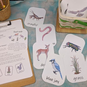 Food Webs Unit: Ecology Activities, Worksheets, & Printables (PDF ...