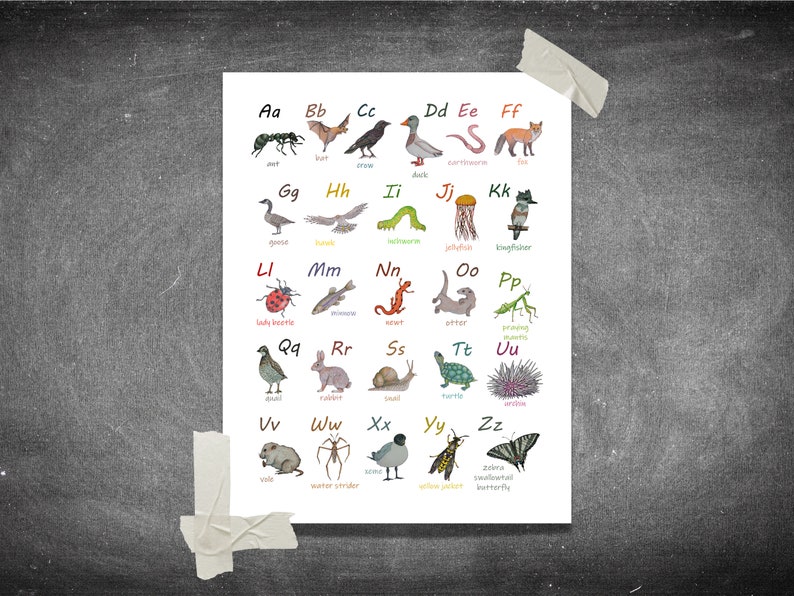 Wildlife Classroom Alphabet Poster: Featuring Common Wild Animals for ...