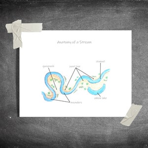 Stream Anatomy Study: Diagrams, Flashcards, Vocab (PDF Download) - Etsy