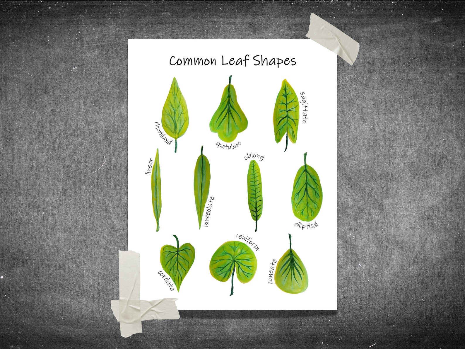 Leaf Shapes: Printable Classroom Poster, Types of Leaves, Nature Study ...