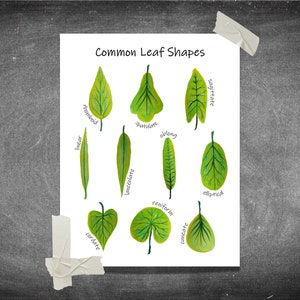 Leaf Shapes: Printable Classroom Poster, Types of Leaves, Nature Study ...