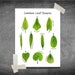 Leaf Shapes: Printable Classroom Poster, Types of Leaves, Nature Study ...