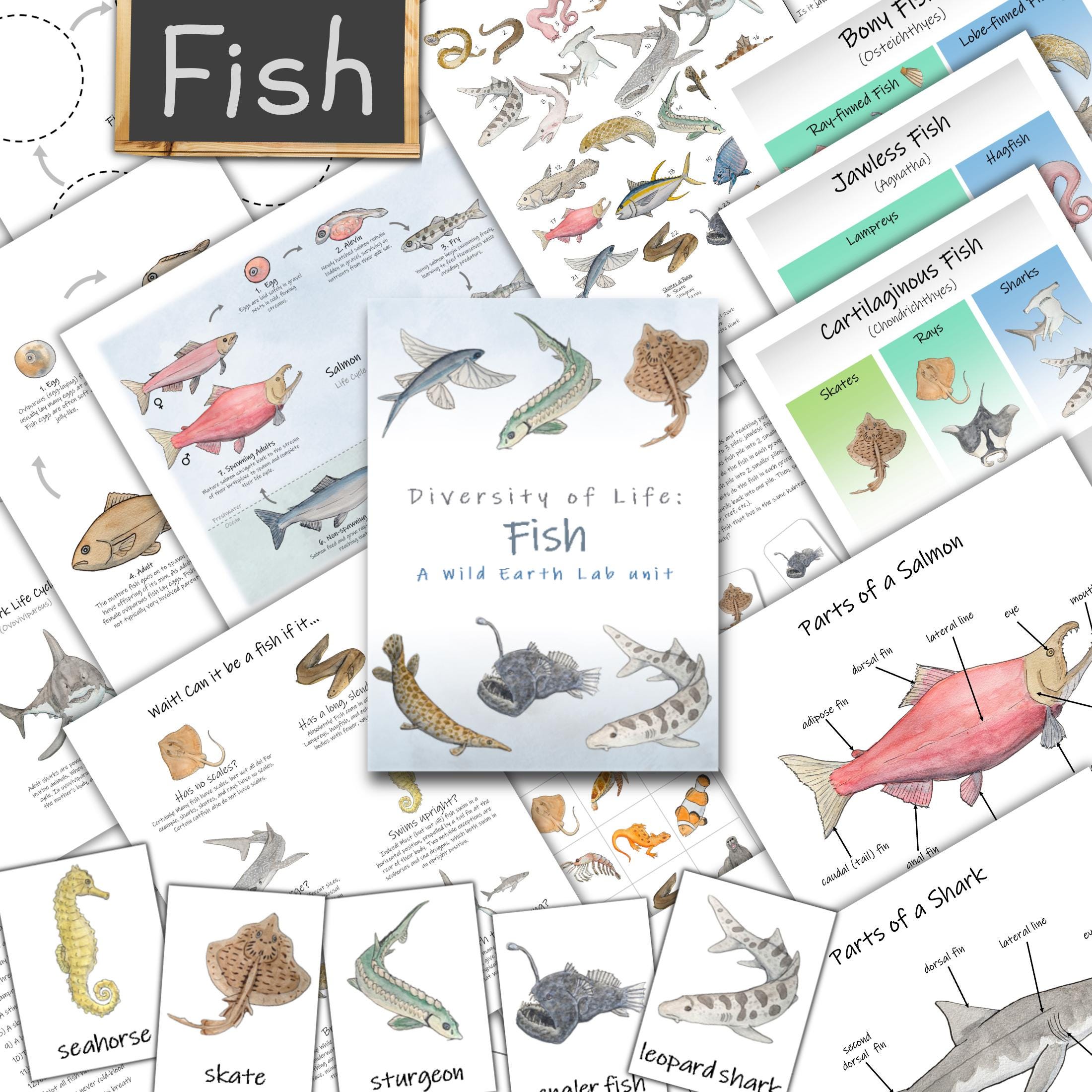 Fish Unit: Printable Handouts, Flashcards, & Activities (PDF Download ...