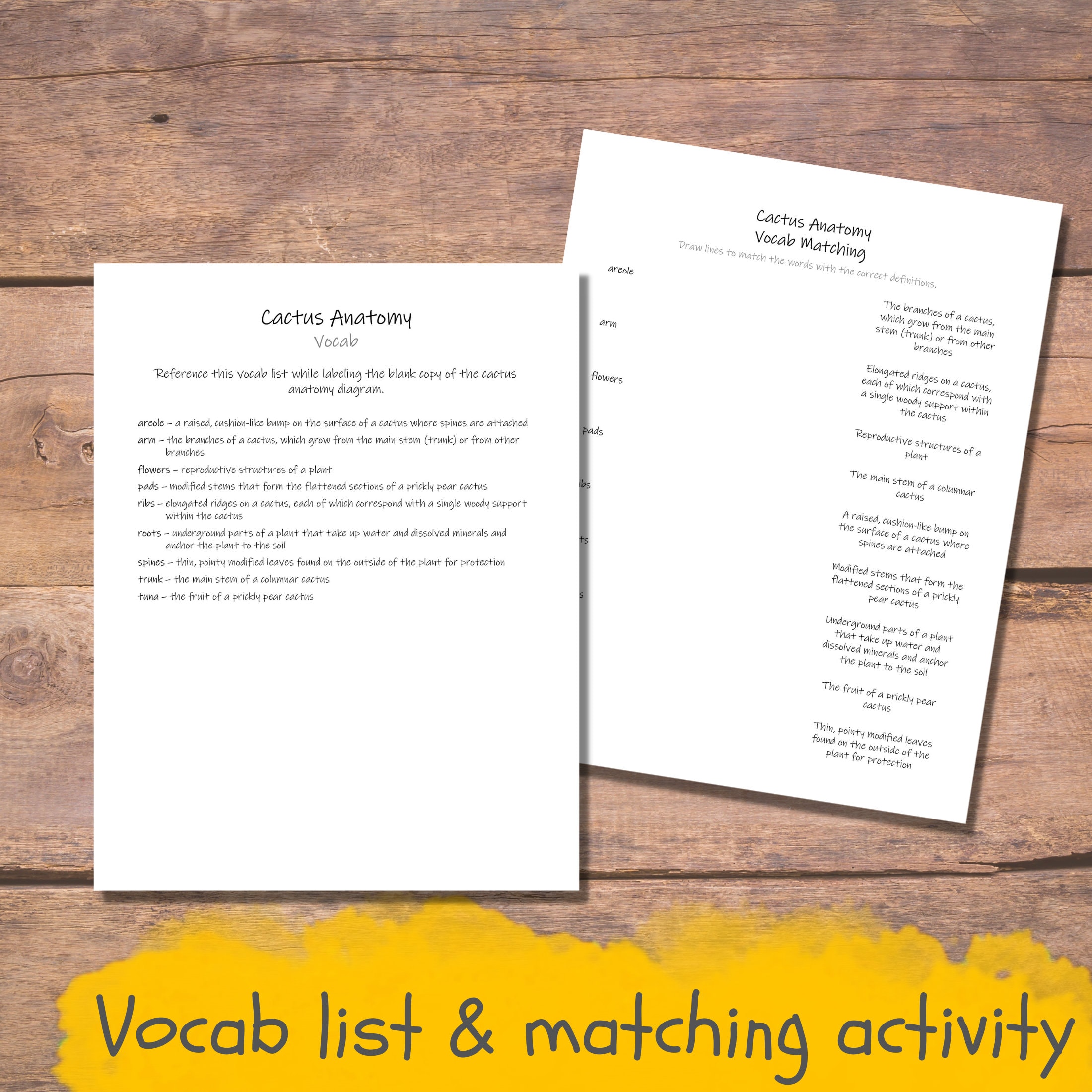 Parts of a Cactus: Labeled and Unlabeled Diagrams, Vocab List, and ...