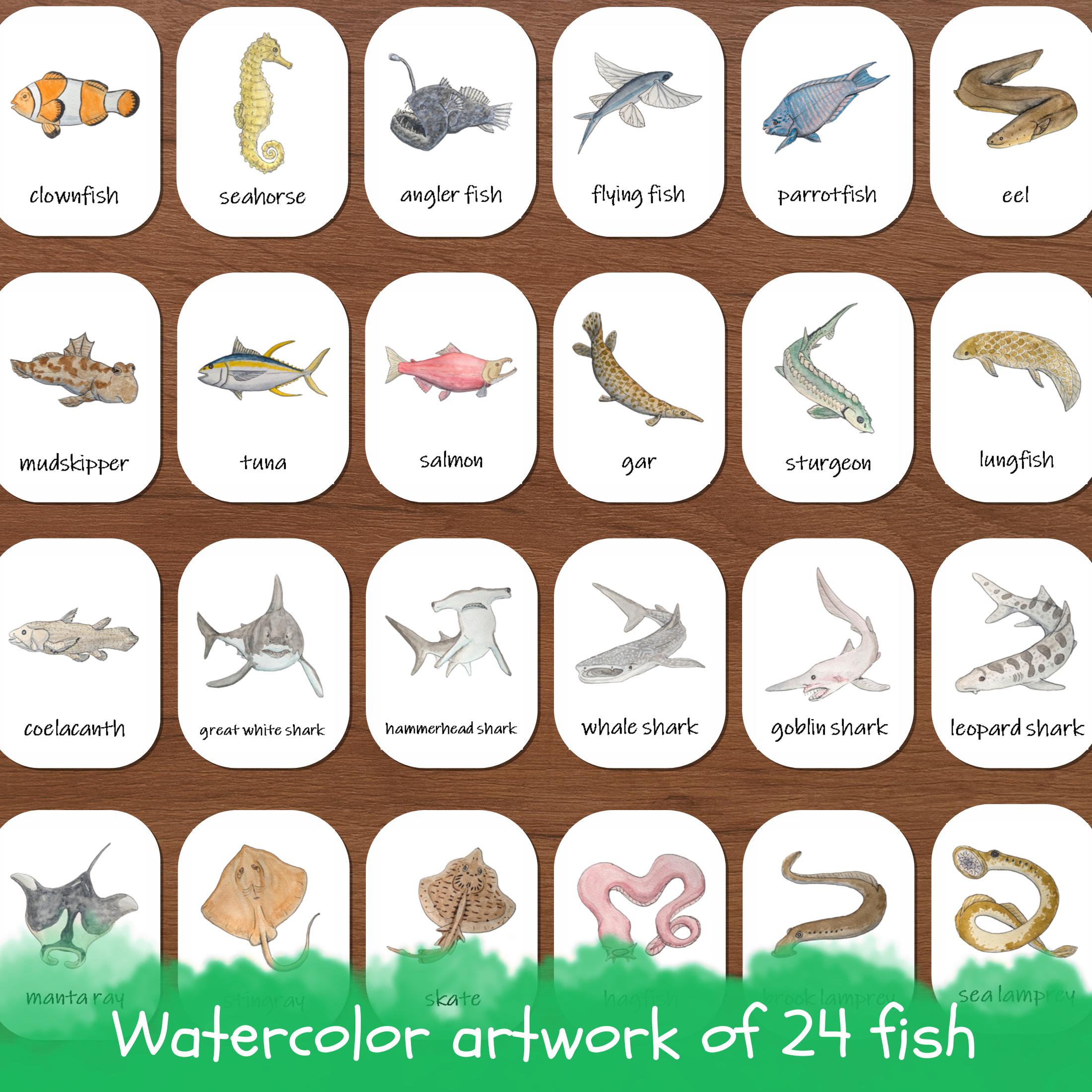 Fish Unit: Printable Handouts, Flashcards, & Activities (PDF Download ...